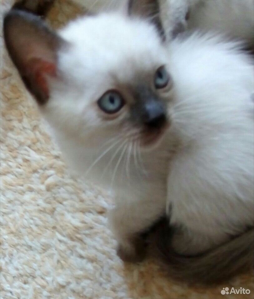 Сиамский котик