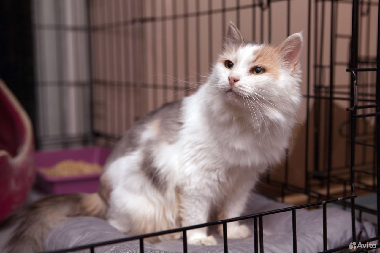 Очаровательная Марика ищет добрых и заботливых хоз