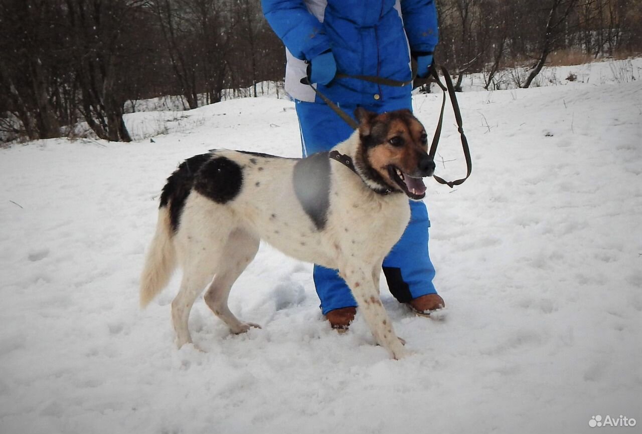 Чудесная девочка Пятнышко в добрые руки
