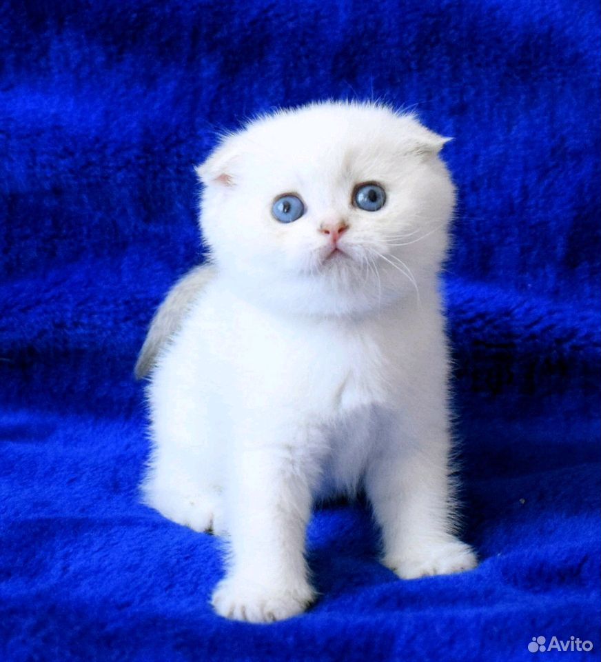 Белоснежные малыши