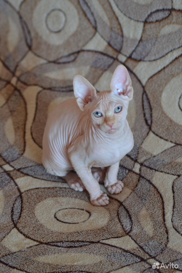 Канадские сфинксята