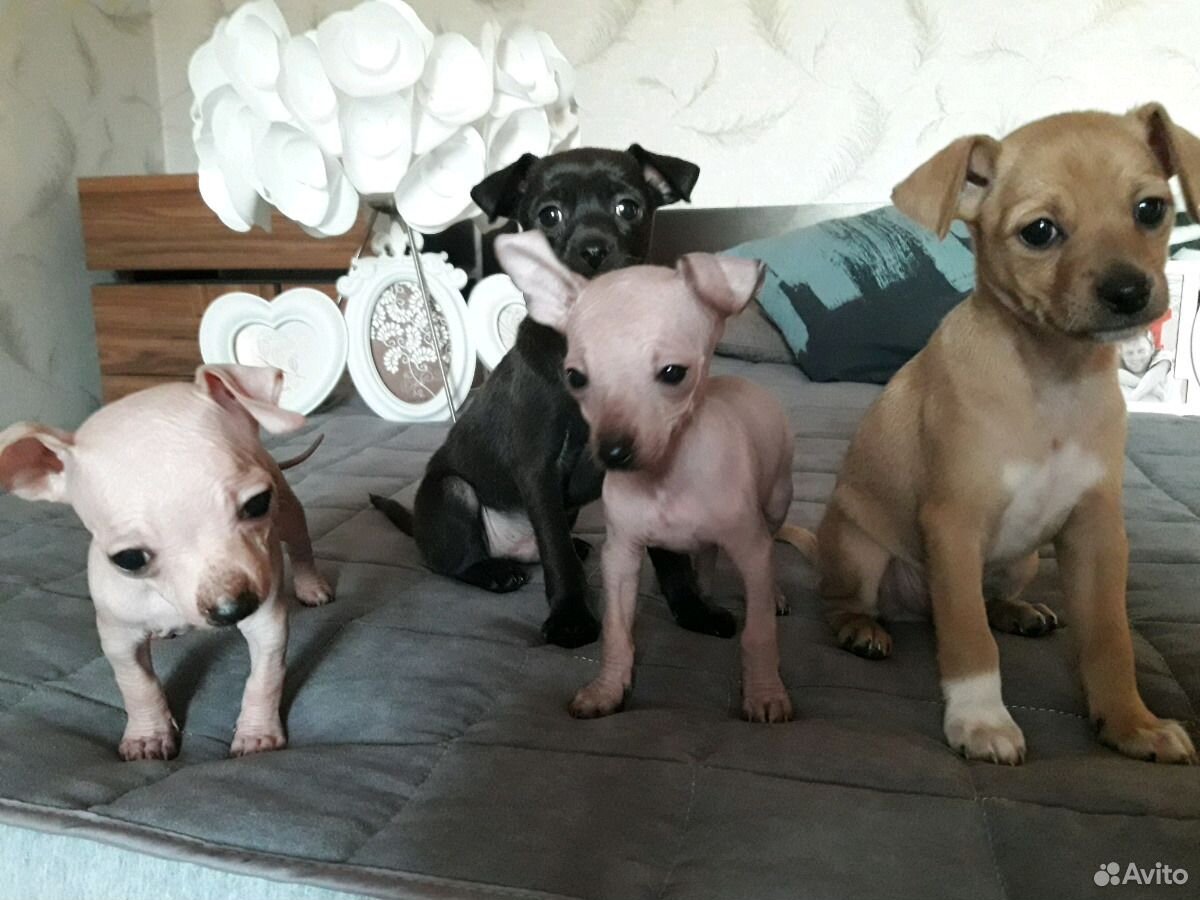 Мексиканская голая собака мини (ксоло) щеночки