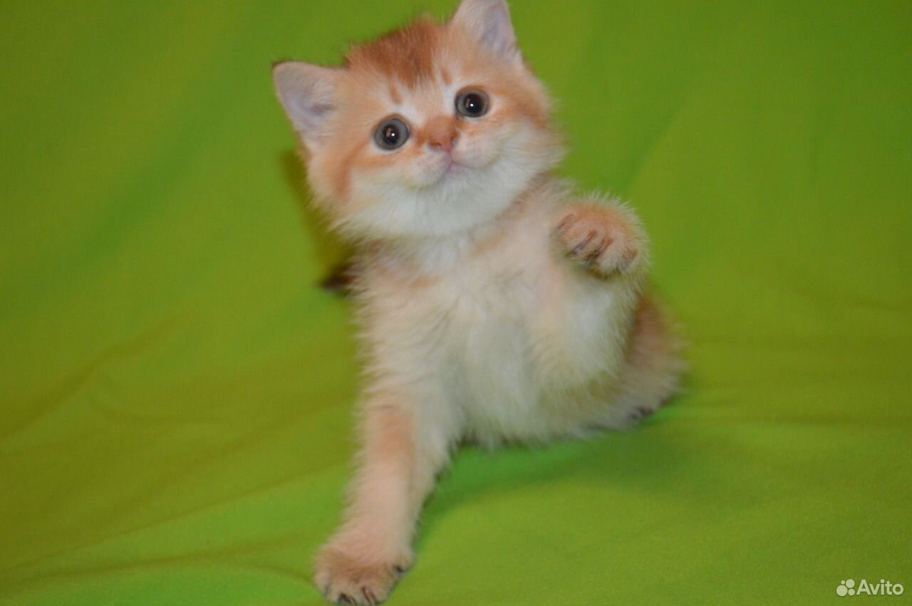 Золотистые шоколадные девочки