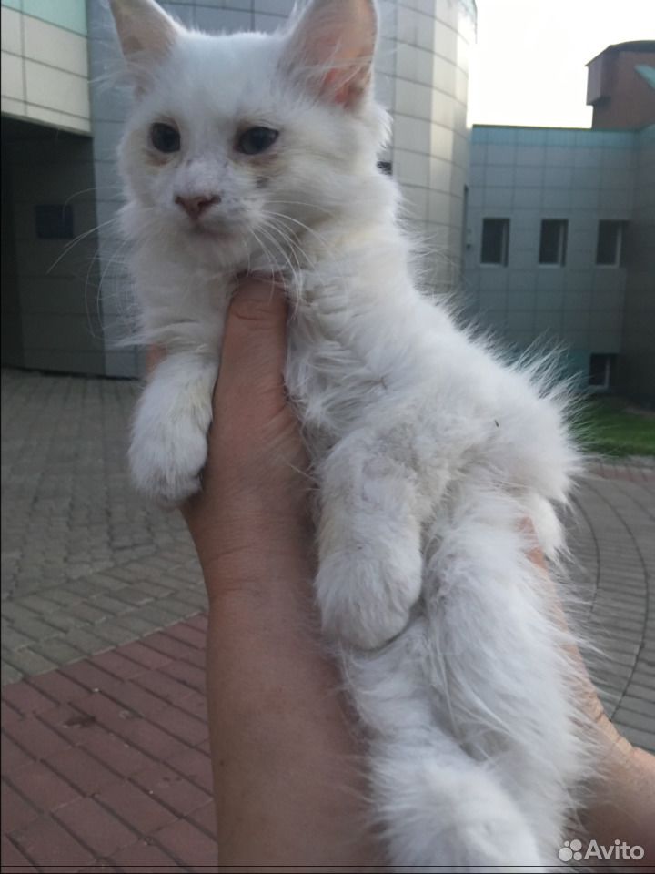 Отдам в добрые руки