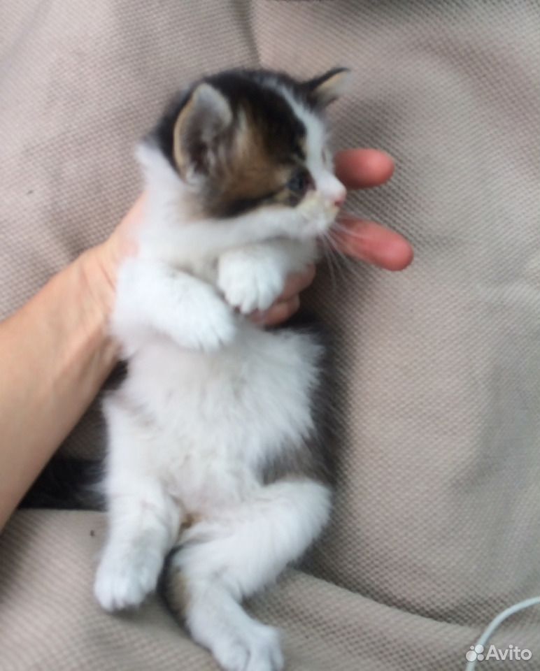 Плюшевая девочка Крошка - котенок в хорошие руки