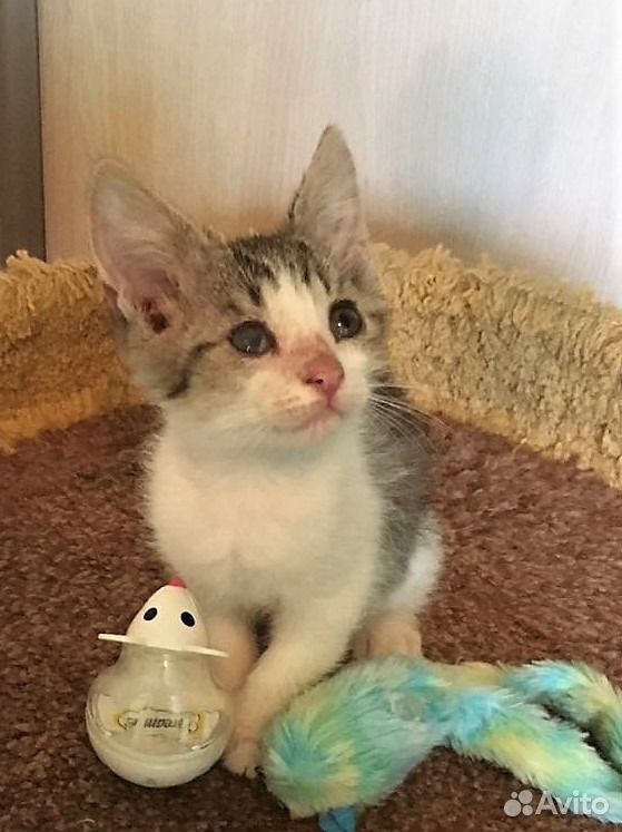 Особенный котенок- мальчик в дар. 1, 5 мес