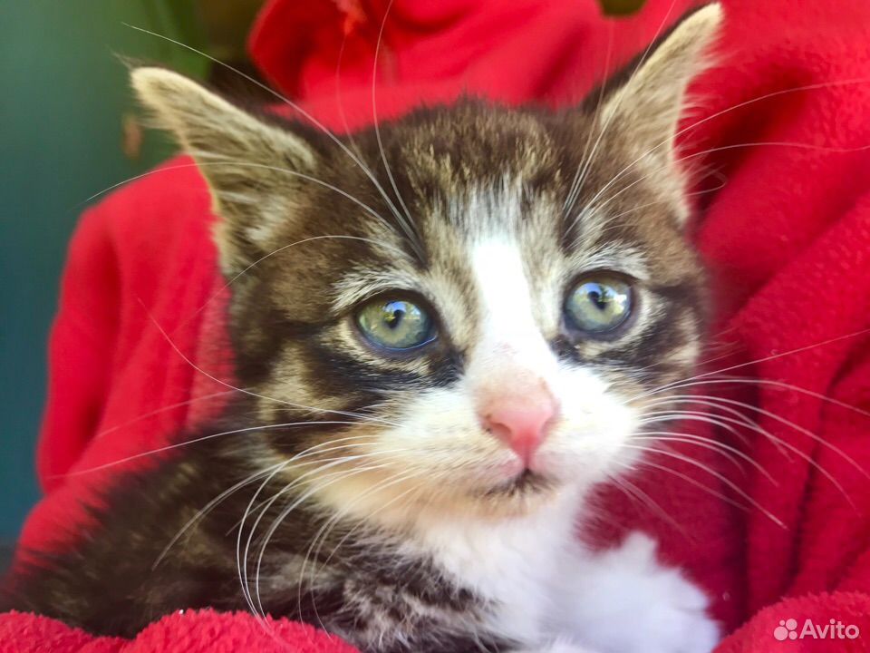 Отдаём в добрые руки 1,5 месячного котёнка