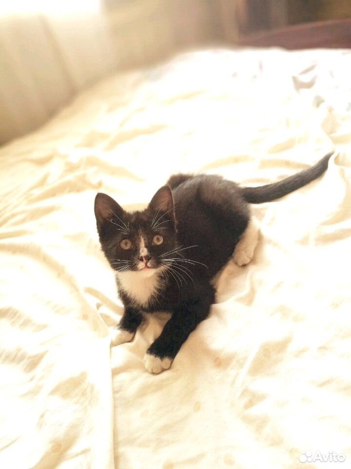 Кошечка Сонечка в добрые руки)