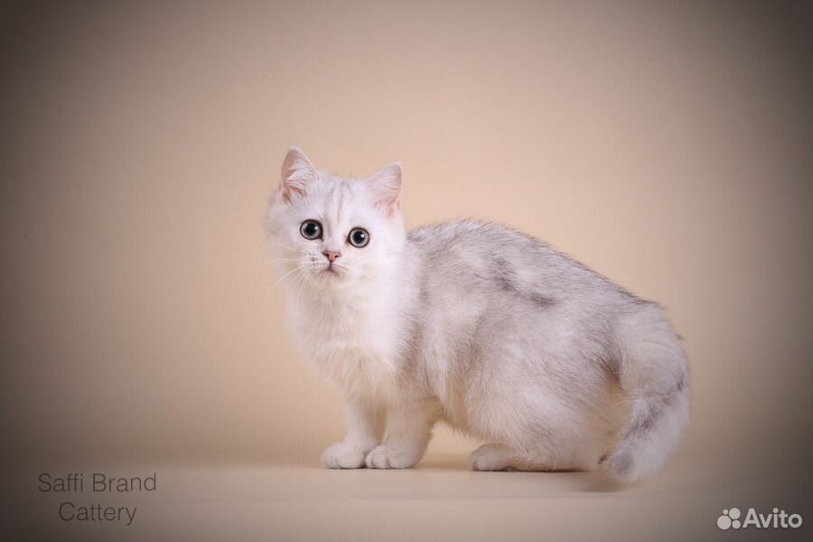 Малышка на миллион