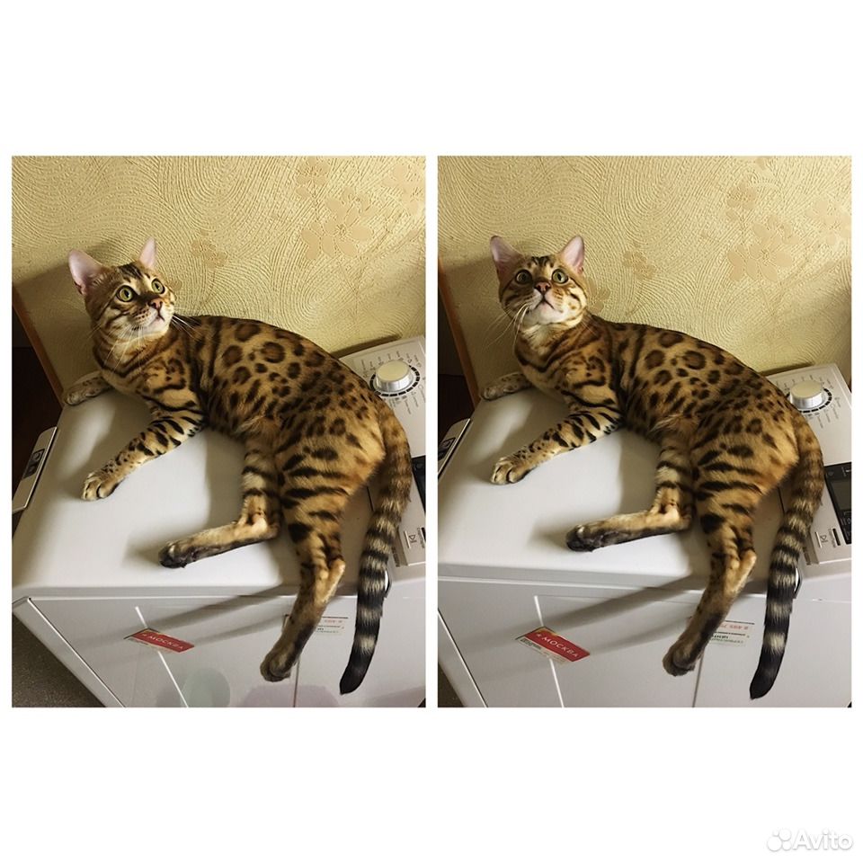 Кот бенгал ищет кошечку для вязки
