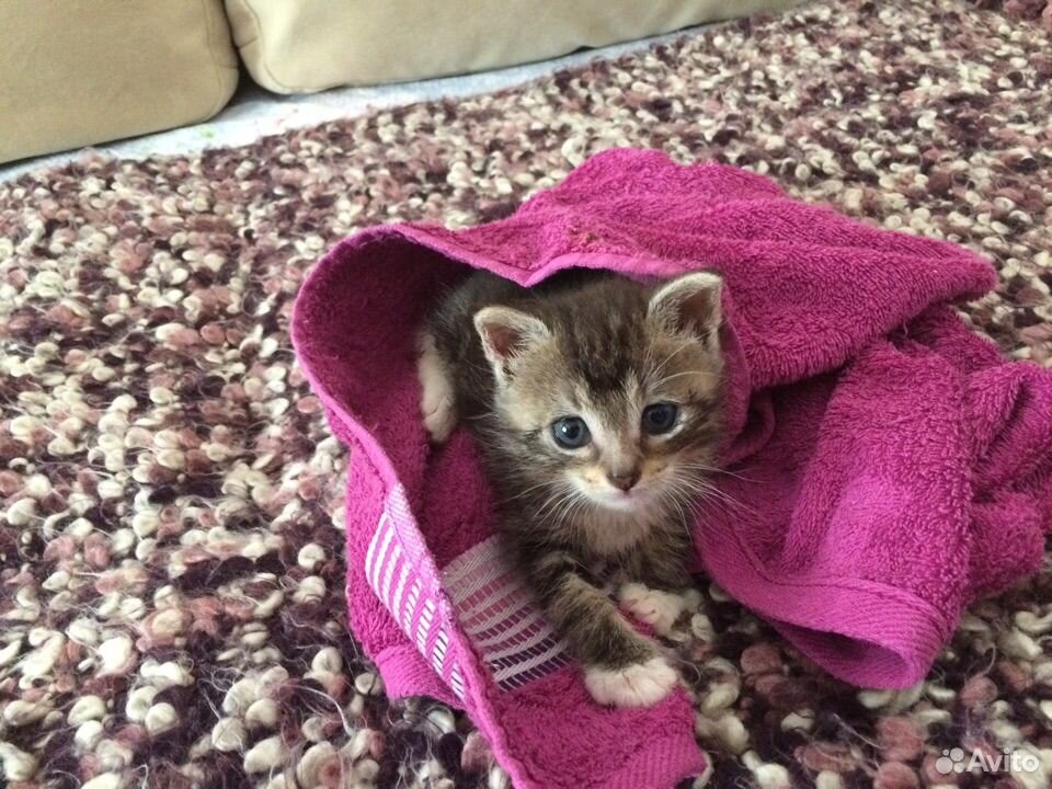 Маленький котенок Тайсон ищет дом