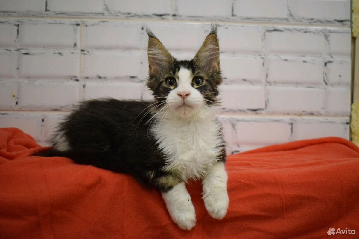 Лапочка котик