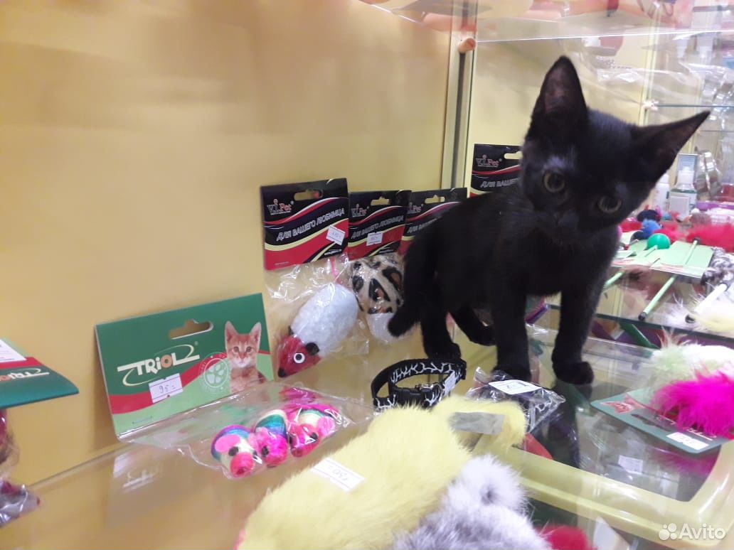 Котята ищут дом