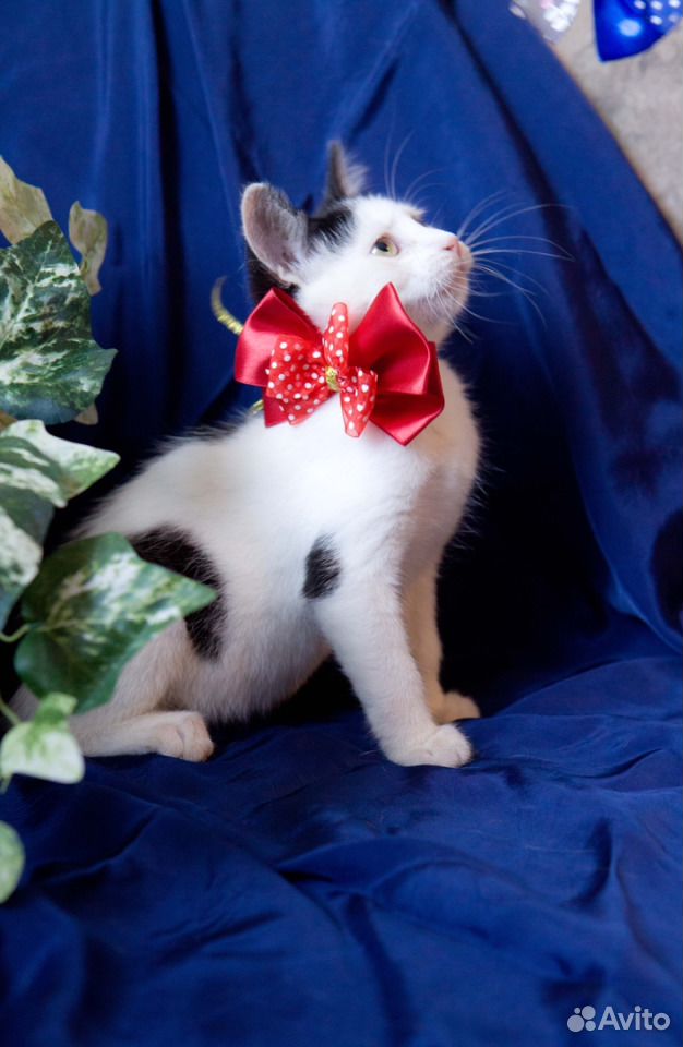 Ждет своих мам и пап замечательный котенок