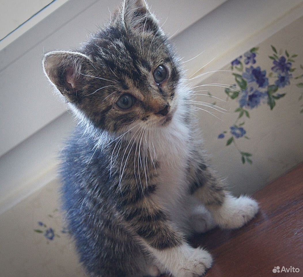 Котёнок с ладошку в добрые руки