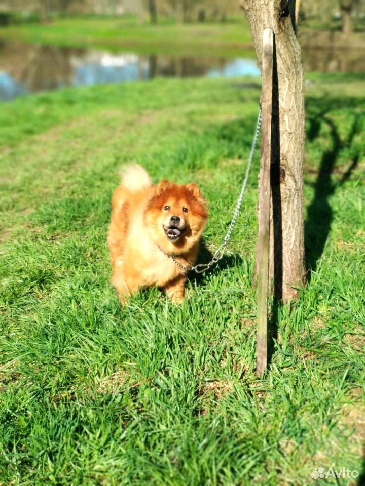 Собака чау-чау