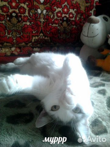 Кошечка