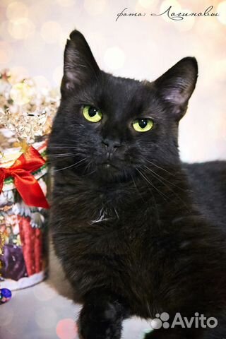 Красавица кошечка Мишель,цвета горького шоколада