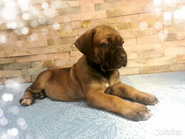 Корсо девочки