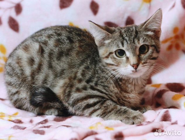 Пятнистое чудо по имени Глаша. Котенок в дар