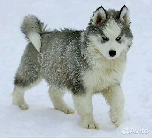 Хаски дети пухляши