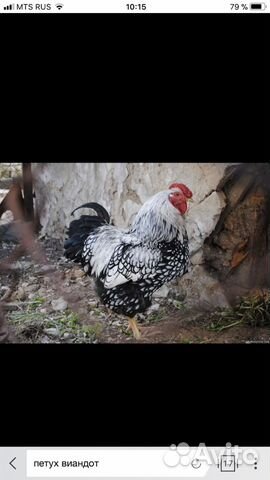 Петухи виандот