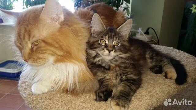 Продам очаровательных котят мейн кун