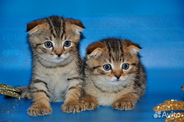 Очаровательные котята- голубые и полосатые