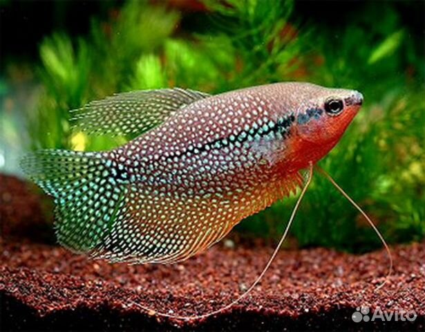 Жемчужные гурами