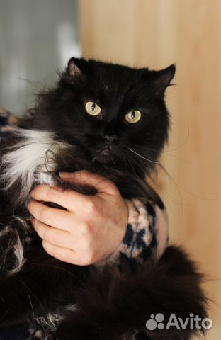 Смелый приютский Котенька отдается в добрые руки