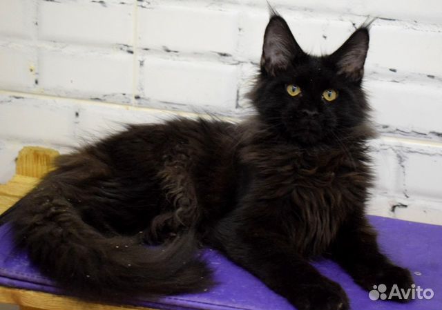 Котик мейн кун Ален