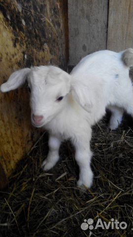 Продаются козлята