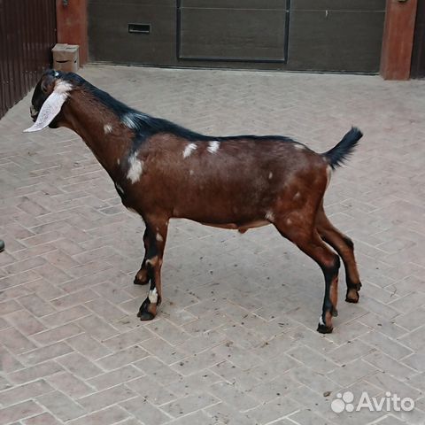 Англо нубийские козлы