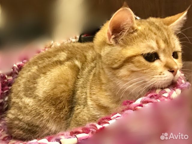 Британский котик