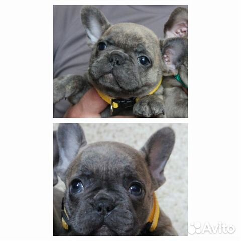 Голубые тигрята французы