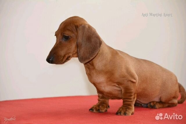 Щенок миниатюрной таксы яркого рыжего окраса