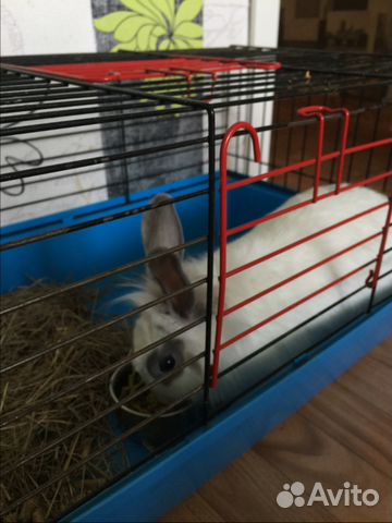 Декаротивный кролик