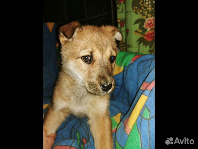 Щенок мальчик 1,5 месяца ищет дом