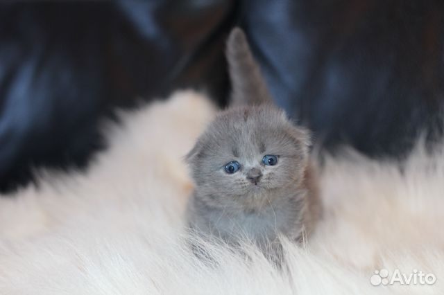 Шотландская девочка, котёнок