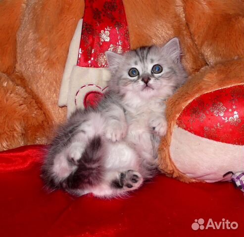 Целовательный малыш - котик