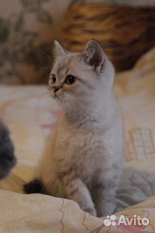 Шерлок