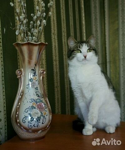 Кот, котик Степа