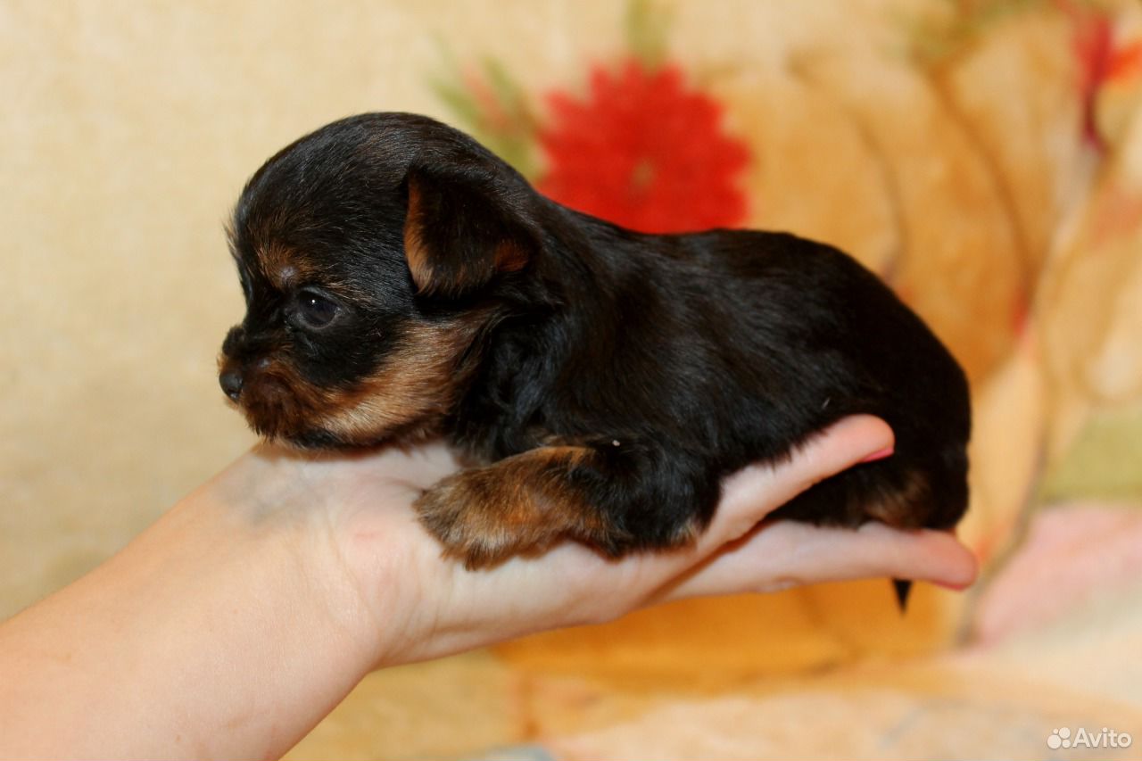 Помесь йорка мальчик