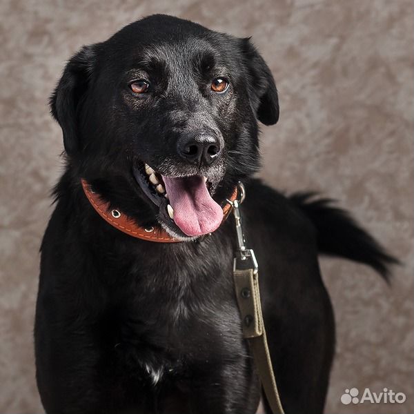 Молодой пес Жук-позитивчик-компаньон в добрые руки