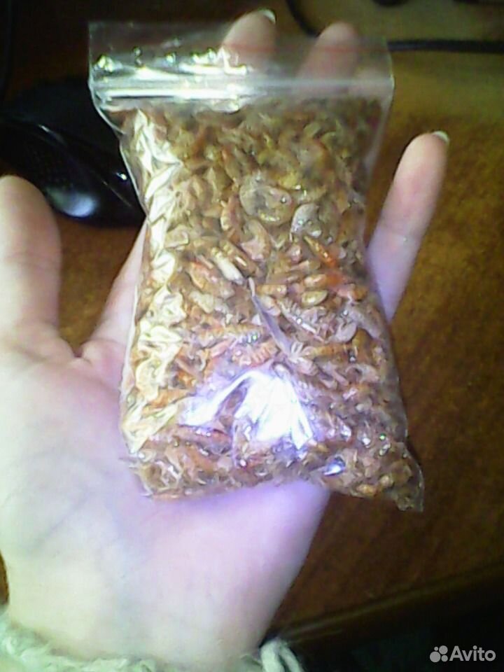 Корм гамарус