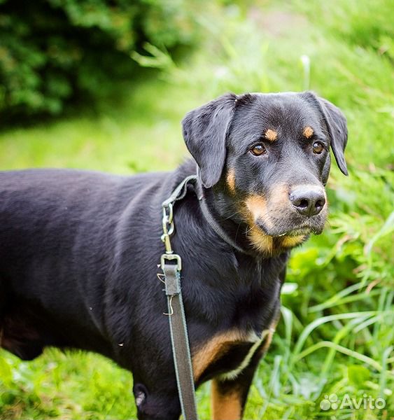 Жорик ищет хозяина