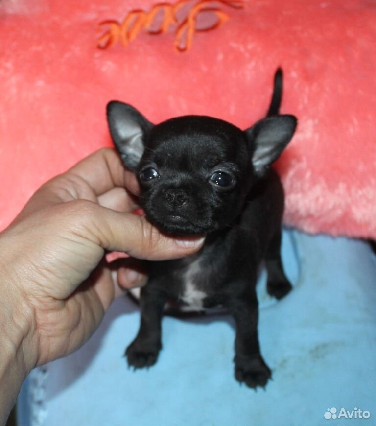 Чихуахуа мини Черный Лебедь