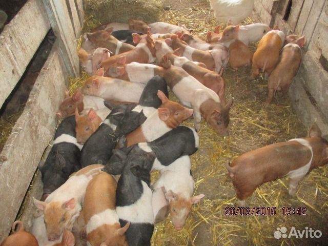 Поросята порода " Краснопоясая"