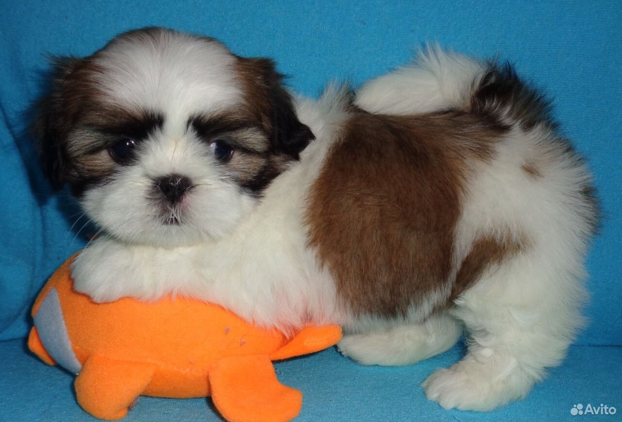 Ши-Тцу. Сказочная малышня. РКФ