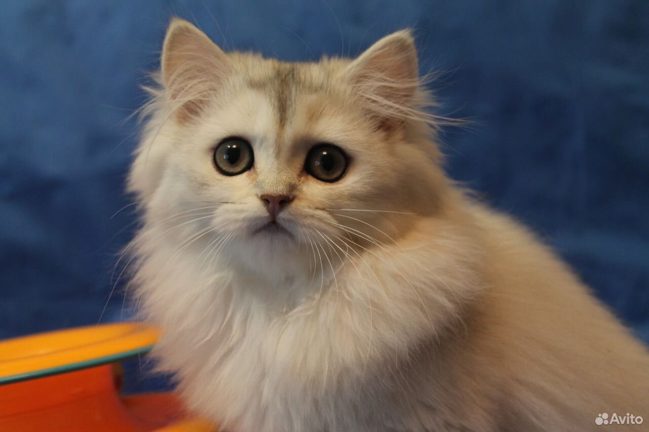 Британская кошечка